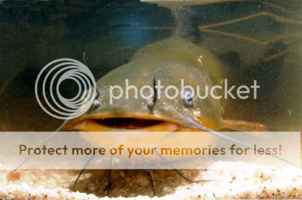 Lets talk about this. | VW Vortex - Volkswagen Forum