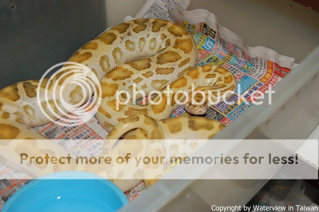 Burmese! Fases Impresionantes (Varias Fotos) | Fauna Exótica